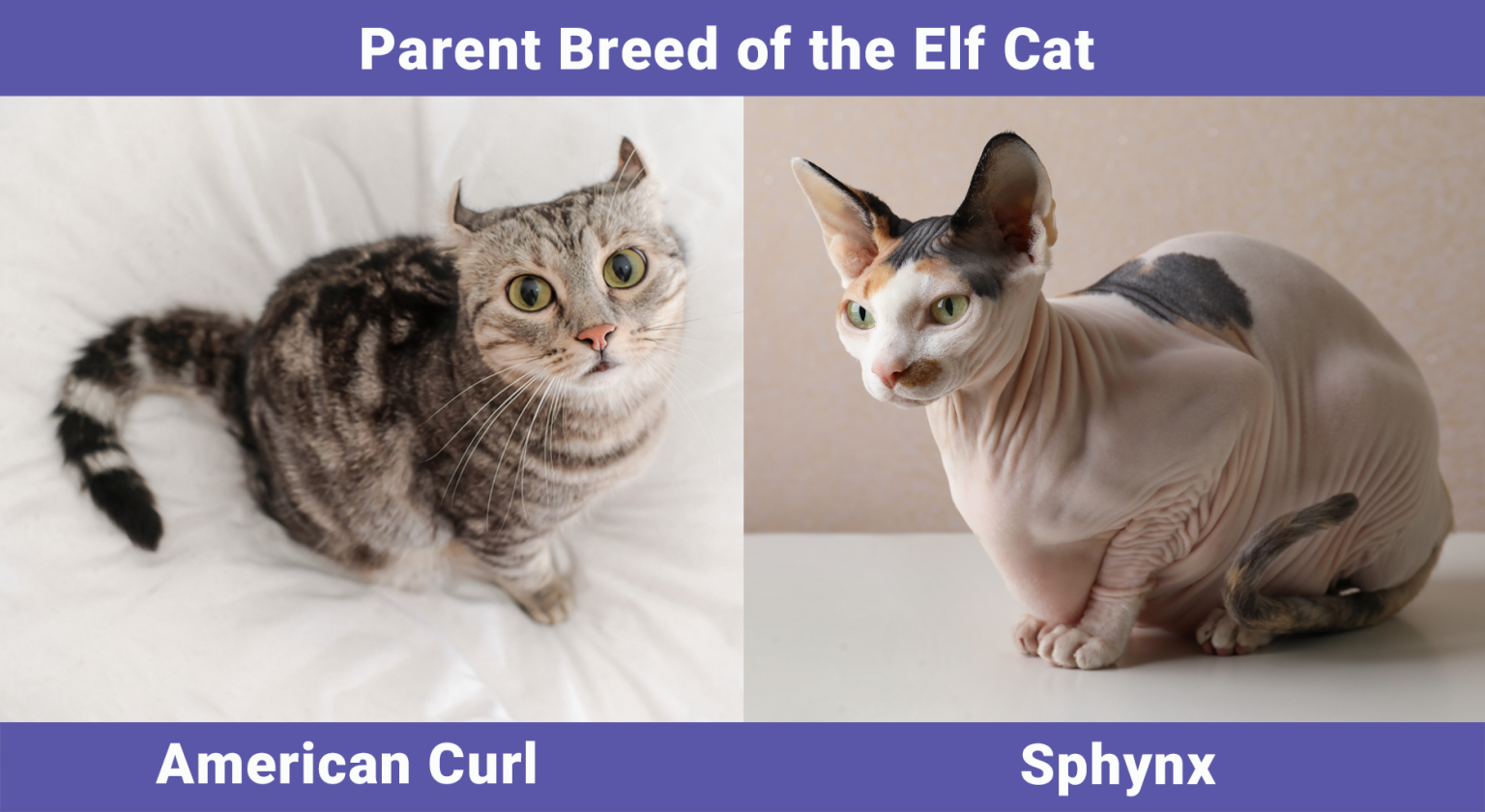 Elf Cat Breed Info: Pictures, Temperament & Traits - Catster