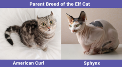 Elf Cat Breed Info: Pictures, Temperament & Traits - Catster