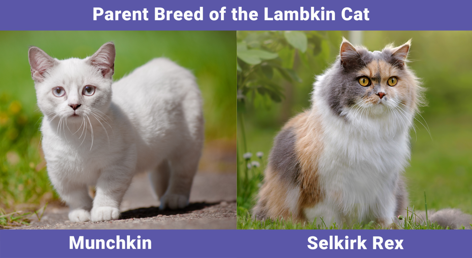 Lambkin Cat Breed Info: Pictures, Facts & Traits - Catster