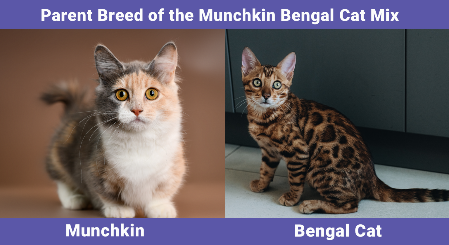 Munchkin Bengal Cat Mix: Breed Info, Care Guide, Pictures & Traits ...