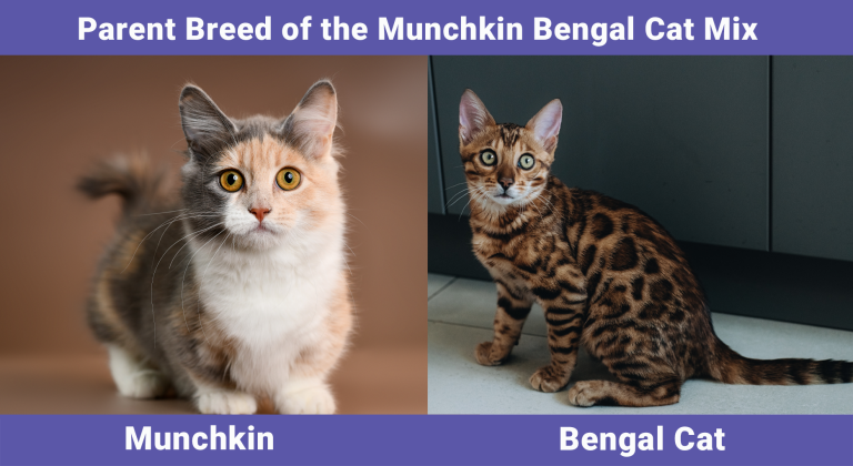 Munchkin Bengal Cat Mix: Breed Info, Care Guide, Pictures & Traits ...