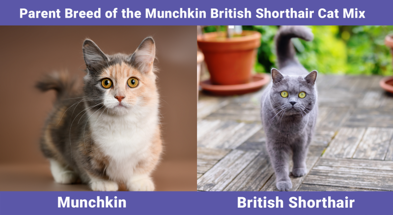 Munchkin British Shorthair Cat Mix: Info, Pictures, Temperament & More ...