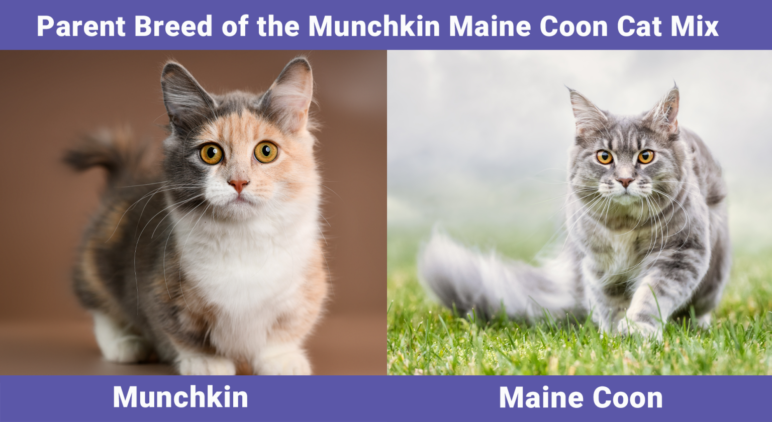 Munchkin Maine Coon Cat Mix: Pictures, Info, Temperament & Traits - Catster