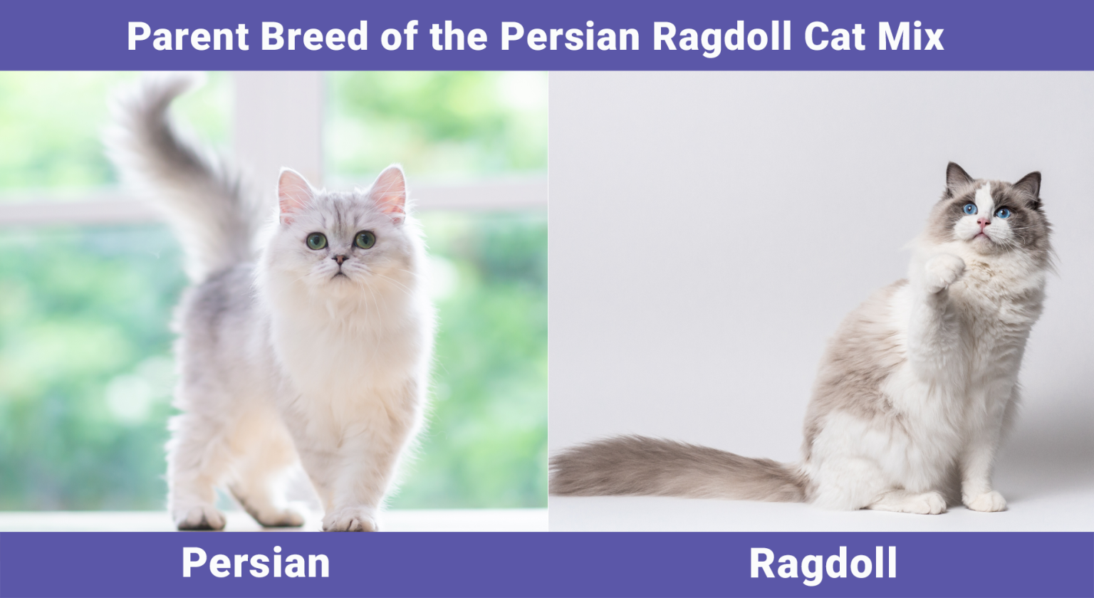 Persian Ragdoll Cat Mix: Info, Pictures, Temperament & Care - Catster