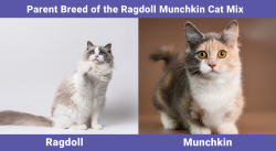 Ragdoll Munchkin Cat Mix: Info, Pictures, Temperament & More - Catster
