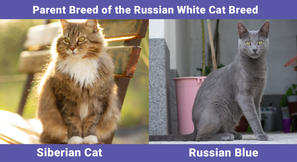 Russian White Cat Breed: Info, Pictures, Temperament & Traits - Catster