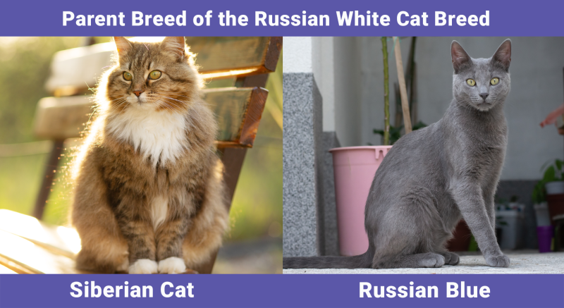 Russian White Cat Breed: Info, Pictures, Temperament & Traits - Catster