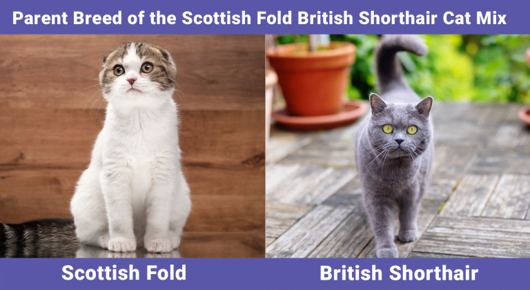 Scottish Fold British Shorthair Cat Mix Info Pictures Temperament