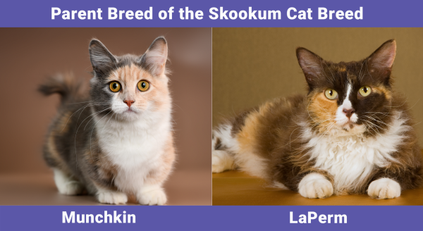 Skookum Cat Breed: Info, Pictures, Temperament & More - Catster