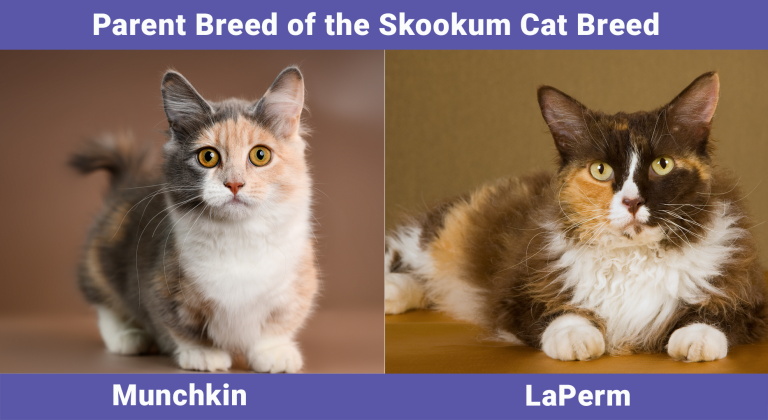Skookum Cat Breed: Info, Pictures, Temperament & More - Catster