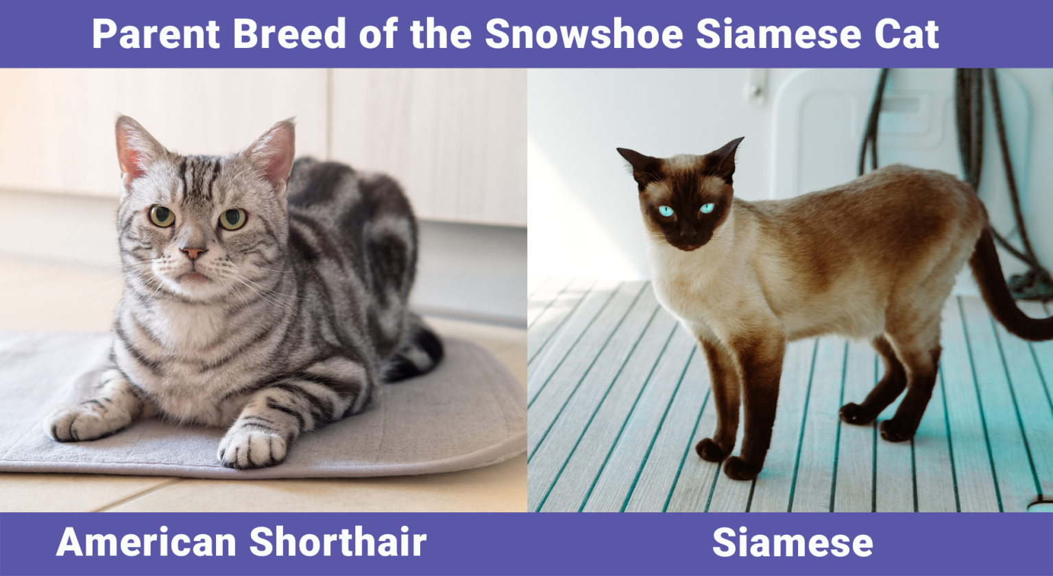 Snowshoe Siamese Cat Breed Info: Pictures, Temperament & Traits - Catster