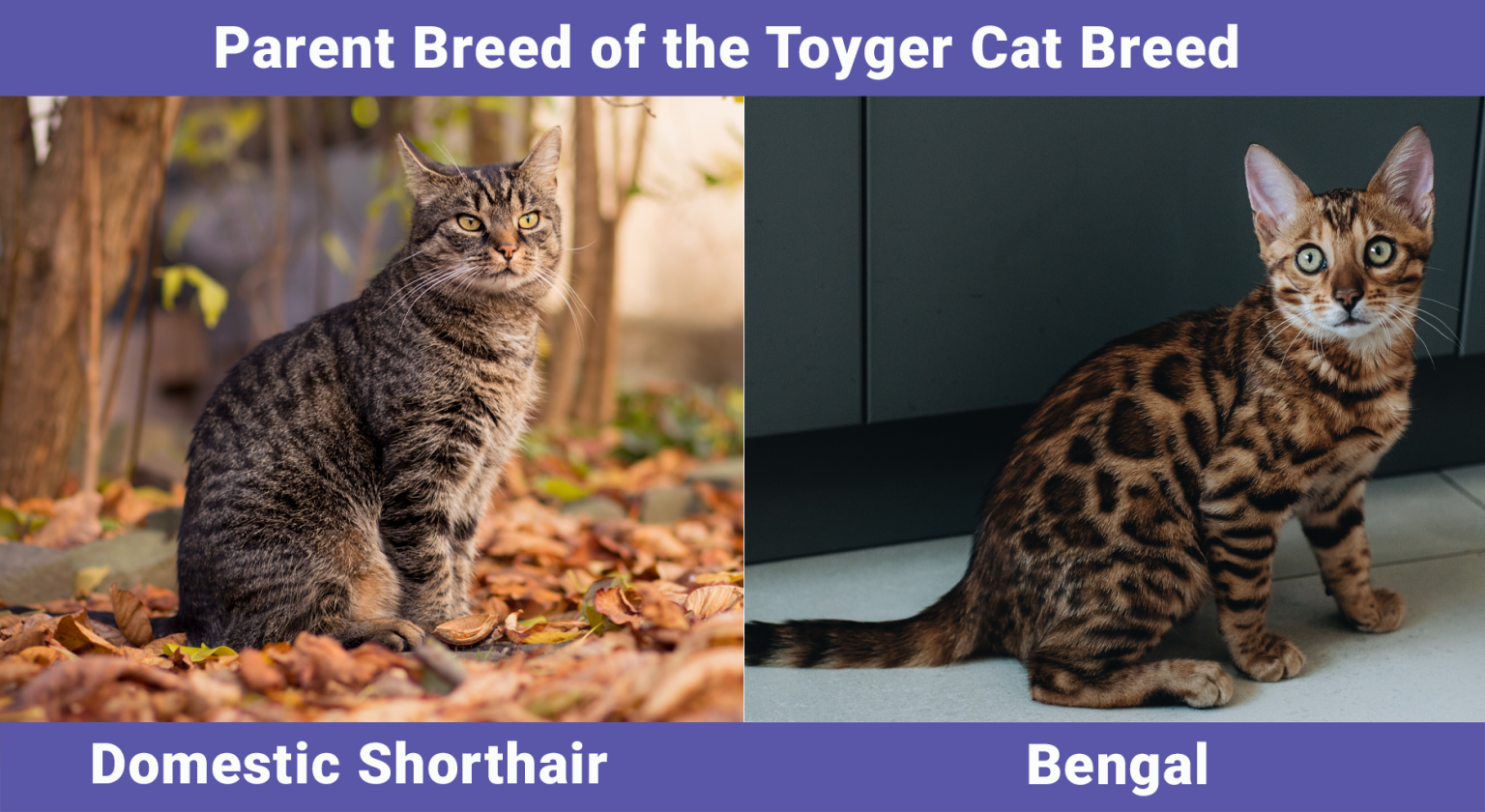 Toyger Cat Breed Info: Pictures, Traits & Facts - Catster