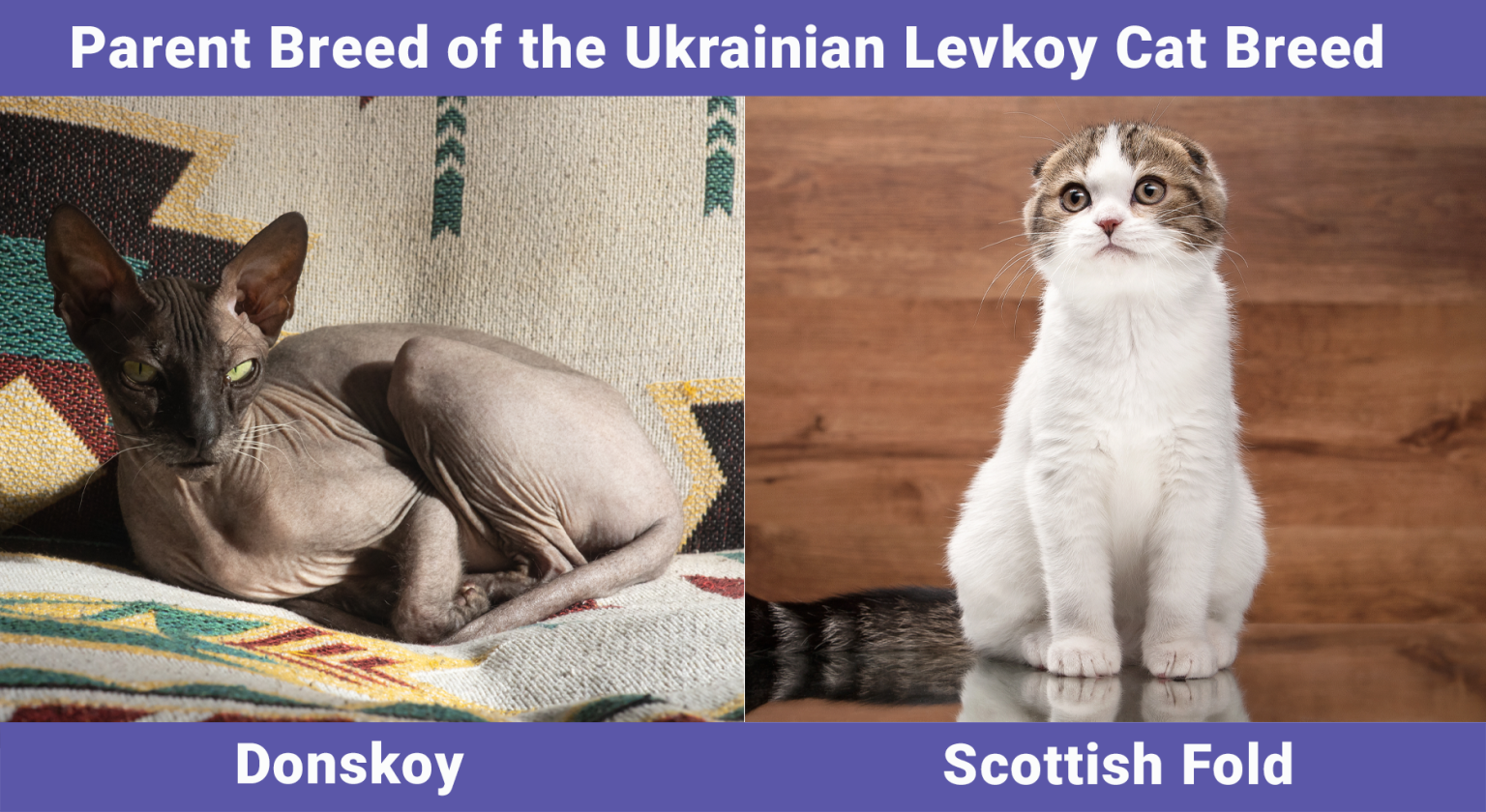 Ukrainian Levkoy Cat Breed: Info, Pictures, Care & More - Catster