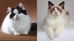 Ragdoll Munchkin Cat Mix: Pictures, Info, Temperament & Traits - Catster