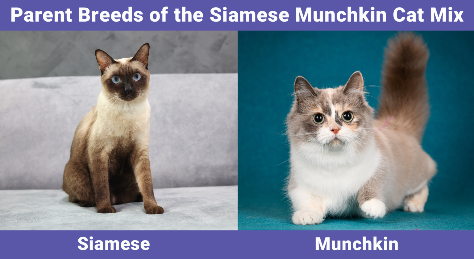 Siamese Munchkin Cat Mix: Info, Pictures, Temperament & More - Catster