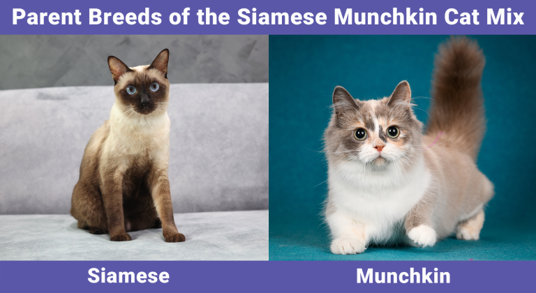 Siamese Munchkin Cat Mix: Info, Pictures, Temperament & More - Catster