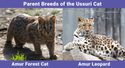 Ussuri Cat Breed Info: Pictures, Traits & Facts - Catster