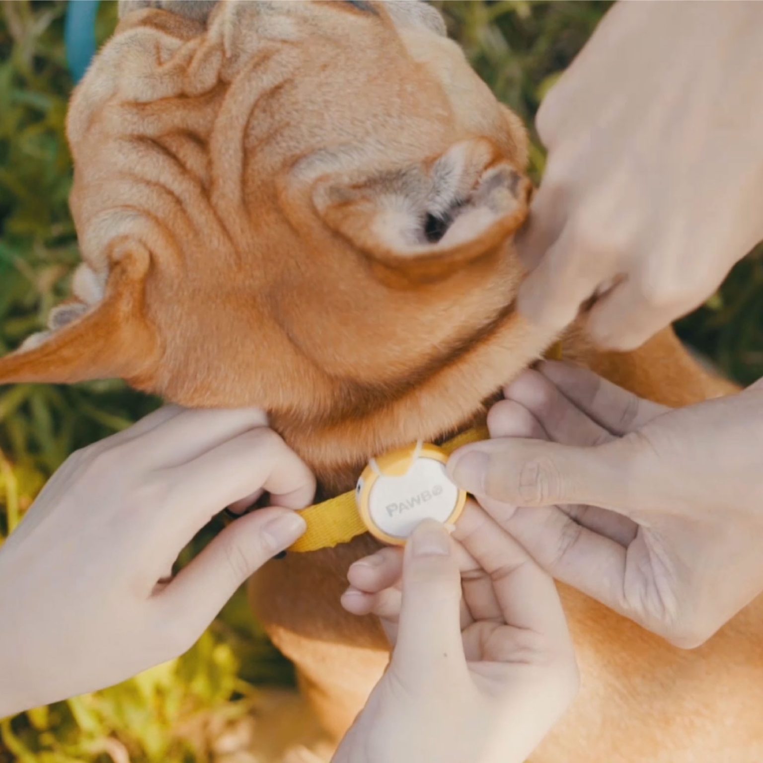 24 Best Cat Gadgets of 2026 - Reviews & Top Picks - Catster