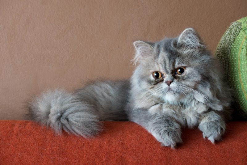 18 Vet-Verified Persian Cat Colors & Patterns (With Pictures) - Catster