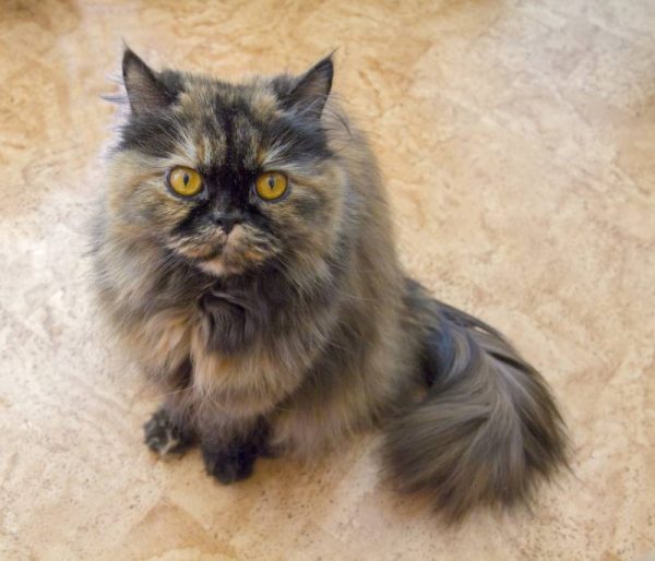10 Tortoiseshell Cat Breeds (With Info & Pictures) - Catster