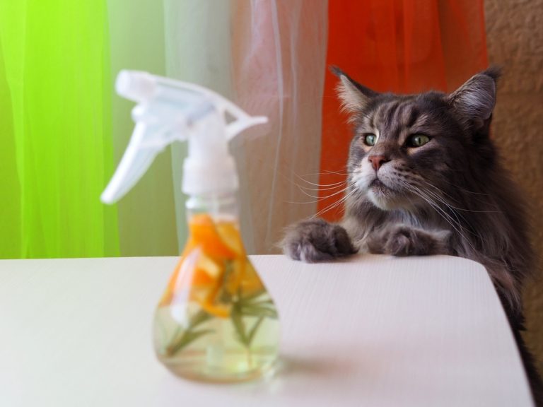 9 Best Cat Repellents, Sprays & Deterrents in 2025 — Reviews & Top ...