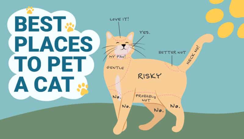 Why Do Cats Lift Their Tail When Petted? 4 Vet-Reviewed Reasons - Catster