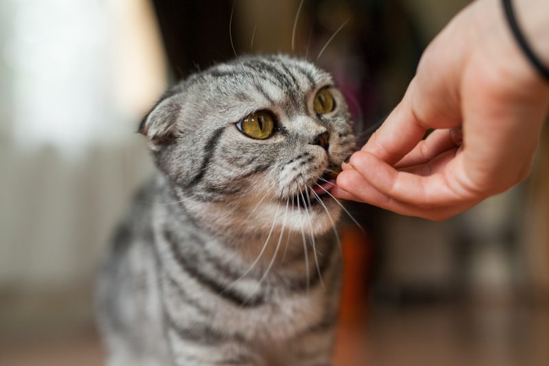 Can Cats Eat Crackers? Vet-Verified Facts & Safe Alternatives - Catster