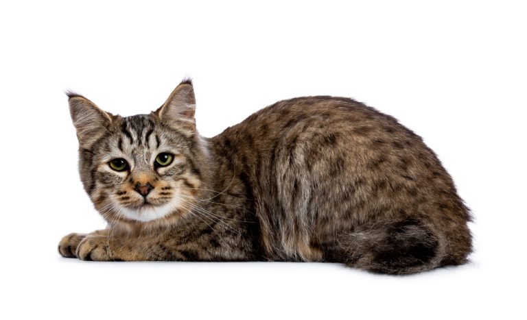 10 Cat Breeds With Short Tails (With Info & Pictures) - Catster