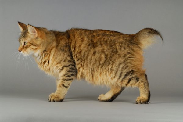 7 Unique Spotted Cat Breeds (With Info & Pictures) - Catster