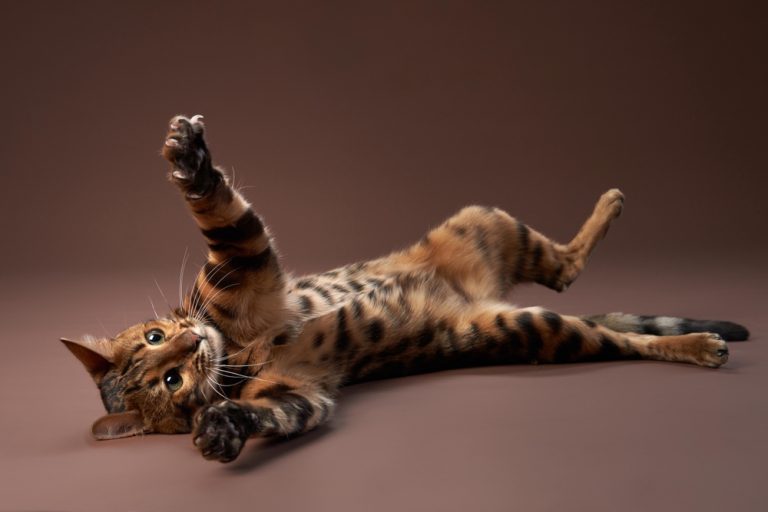 10 Tricks to Teach Your Cat: Vet-Approved Steps for Fun - Catster