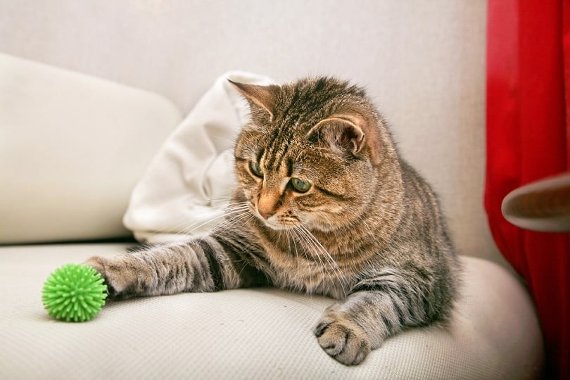 Can Cats Have ADHD? Our Vet Explains Feline Behavior - Catster
