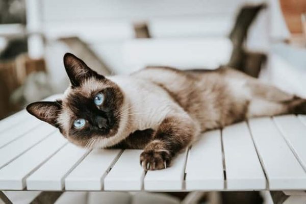 10 Common Cat Genetic Mutations (Vet-Approved) - Catster