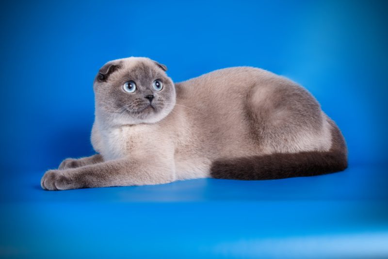 19 Scottish Fold Cat Colors & Patterns (With Pictures) - Catster