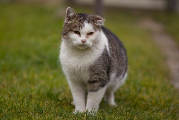 Cat Ears Drooping: Signs, Causes & What to Do (Vet Answer) - Catster