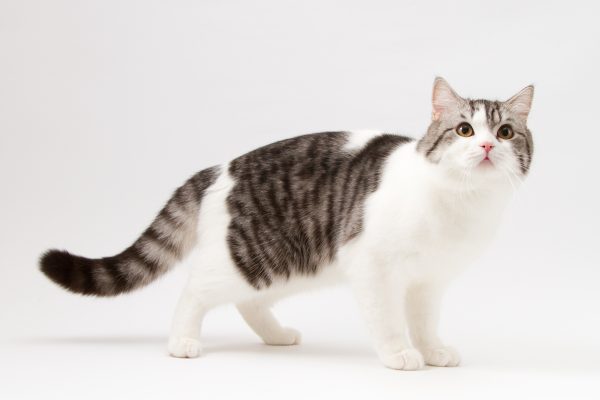 9 Bicolor Cat Patterns (With Info & Pictures) - Catster