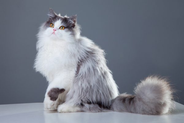100+ Female Cat Names: The Best Names for Girl Cats - Catster