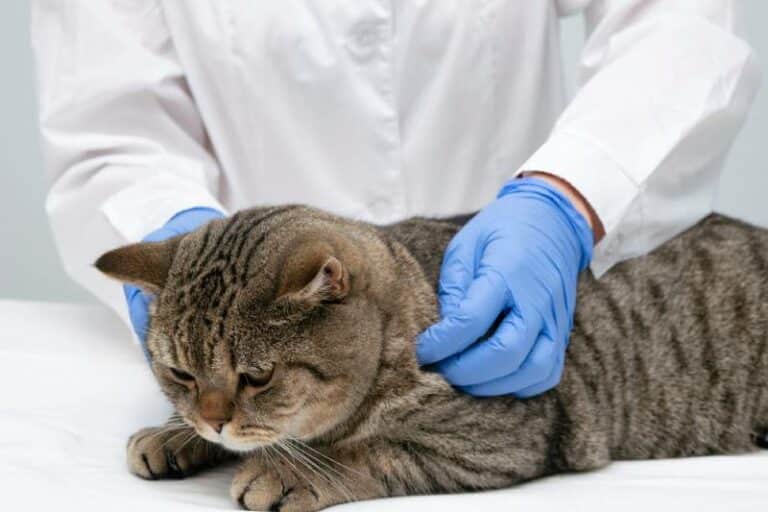 Thiamine Deficiency in Cats: 14 Signs to Look For (Vet Answer) - Catster