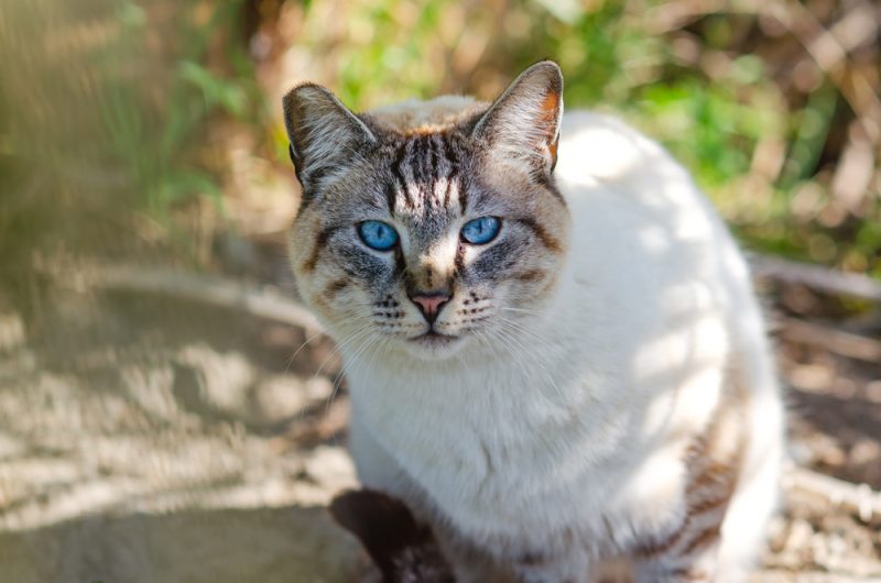Ojos Azules Cat Breed: Info, Pictures, Temperament & More - Catster