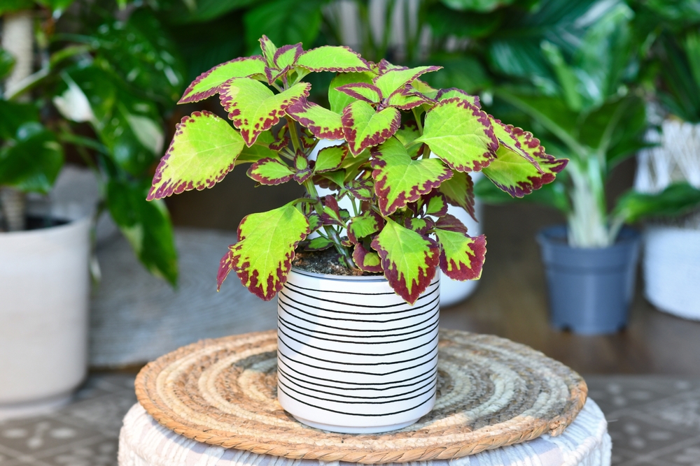 Is Coleus Toxic to Cats? Vet Approved Advice - Catster