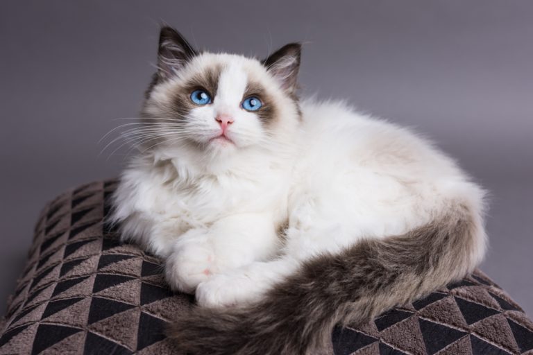 How Big Do Ragdoll Cats Get? With Comparison Infographic (Vet-Verified ...
