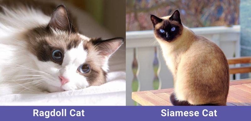 Ragdoll vs Siamese Cat: What’s the Difference? (With Pictures) - Catster