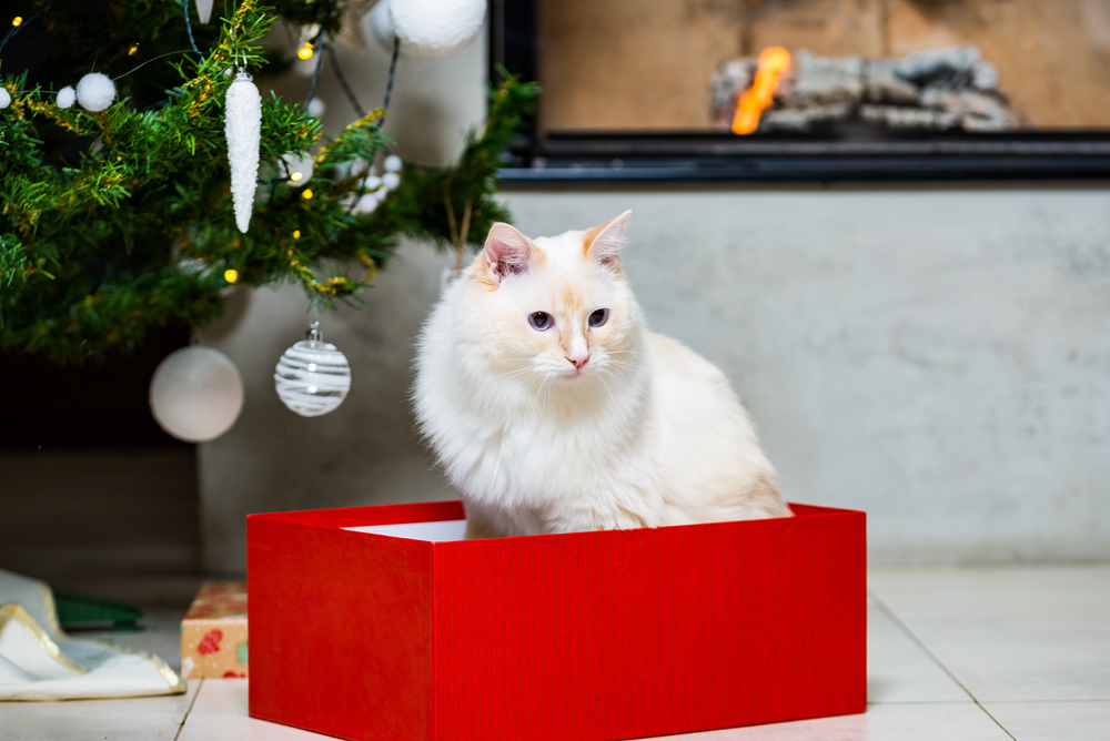 24 Types of Ragdoll Cat Colors & Patterns (With Pictures) - Catster