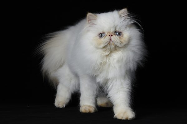 20 Himalayan Cat Colors & Coat Patterns (With Pictures) - Catster