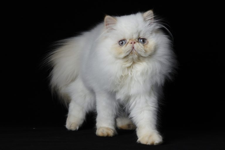 20 Vet-Verified Himalayan Cat Colors & Coat Patterns (With Pictures ...