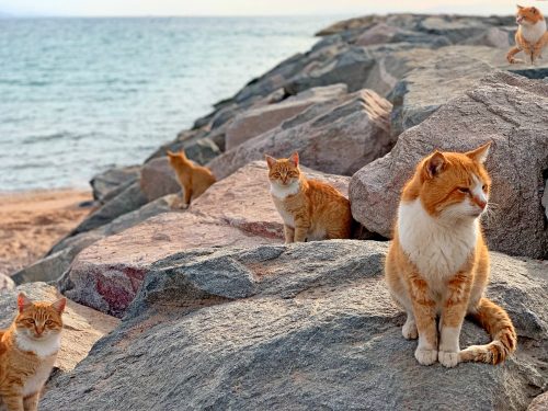 11 Orange Cat Breeds (With Info & Pictures) - Catster