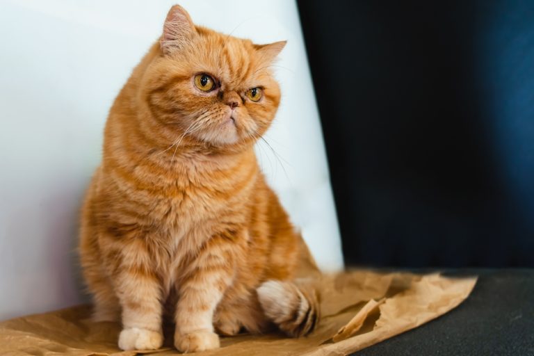 What Cat Breed Is Crookshanks from Harry Potter? Movie Facts - Catster