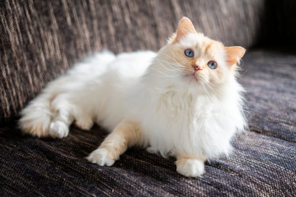 24 Types of Ragdoll Cat Colors & Patterns (With Pictures) - Catster