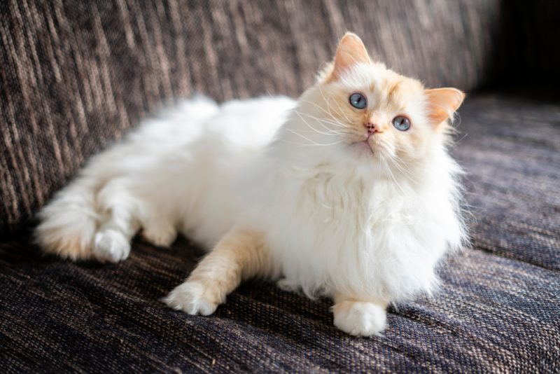 14 Cat Breeds That Act Like Dogs (With Info & Pictures) - Catster