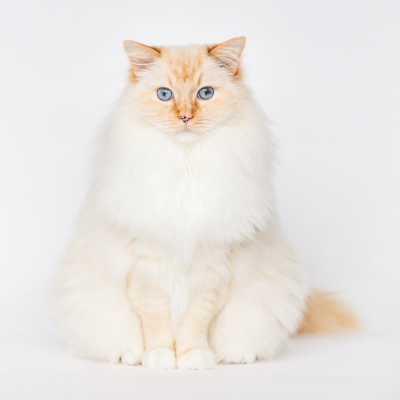24 Types of Ragdoll Cat Colors & Patterns (With Pictures) - Catster