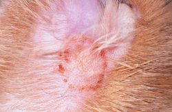 What Does Ringworm Look Like on a Cat? Vet Approved w/ Pictures - Catster